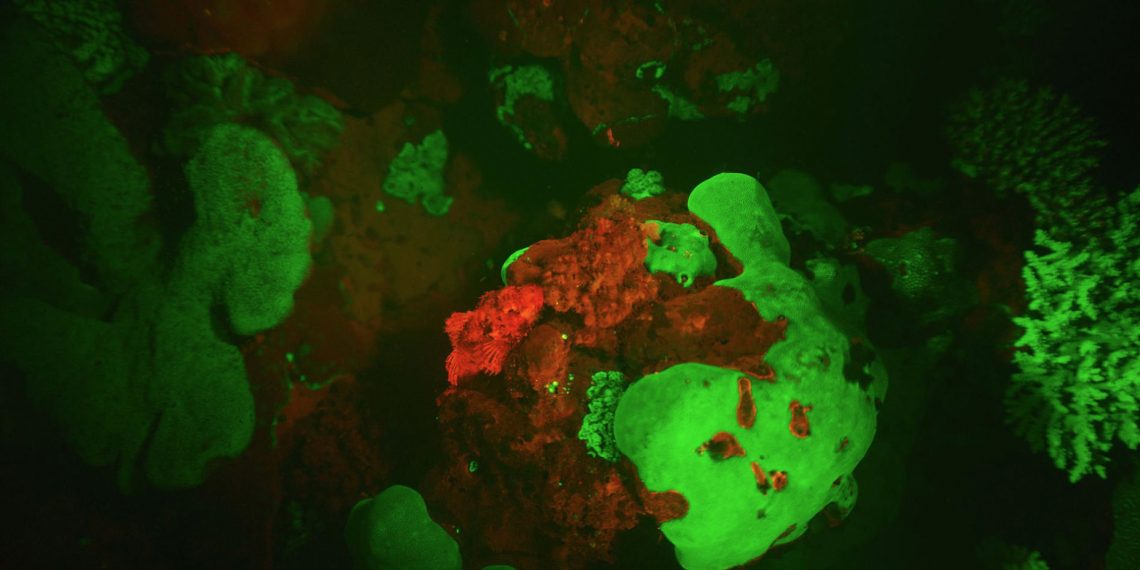 Life in a Blue Ocean - Schmidt Ocean Institute