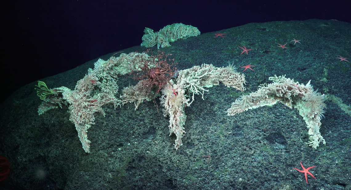 Secrets of the Ocean's Most Abundant Molecule - Schmidt Ocean Institute