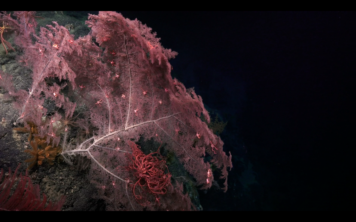 Deep-Sea Coral and Canyon Adventure - Week 1 Video - Schmidt Ocean ...