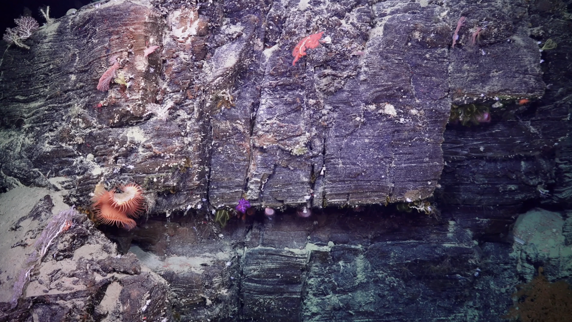 Locating Ledges Loaded with Life - Schmidt Ocean Institute