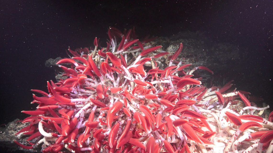 Tubeworms - Microbial Mysteries Video Update - Schmidt Ocean Institute