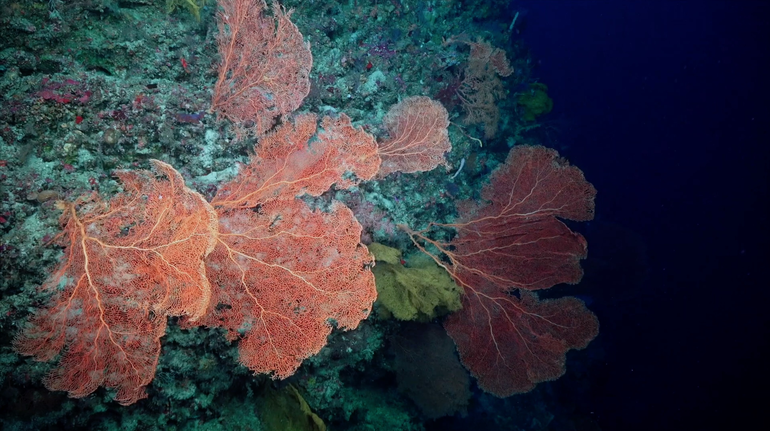 Learning Lessons Of Long Term History Video Update Schmidt Ocean learning-lessons-of-long-term-history-video-update-schmidt-ocean