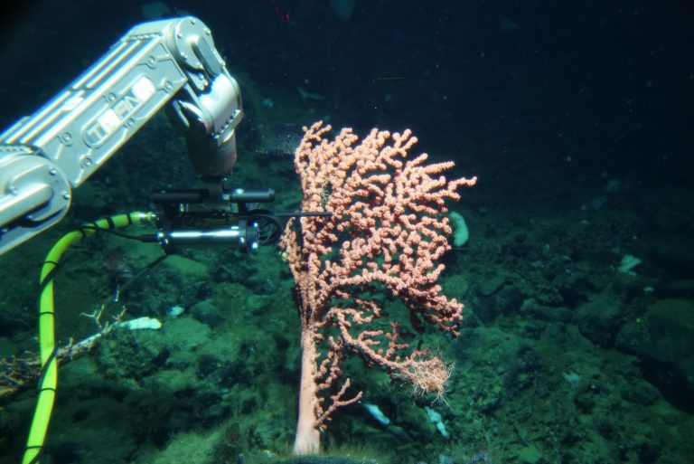 Health Diagnostics of Deep-Sea Coral - Schmidt Ocean Institute