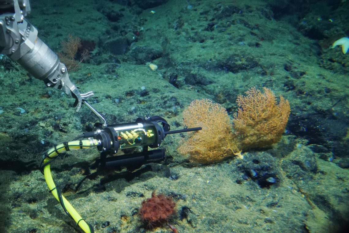 Health Diagnostics of Deep-Sea Coral - Schmidt Ocean Institute