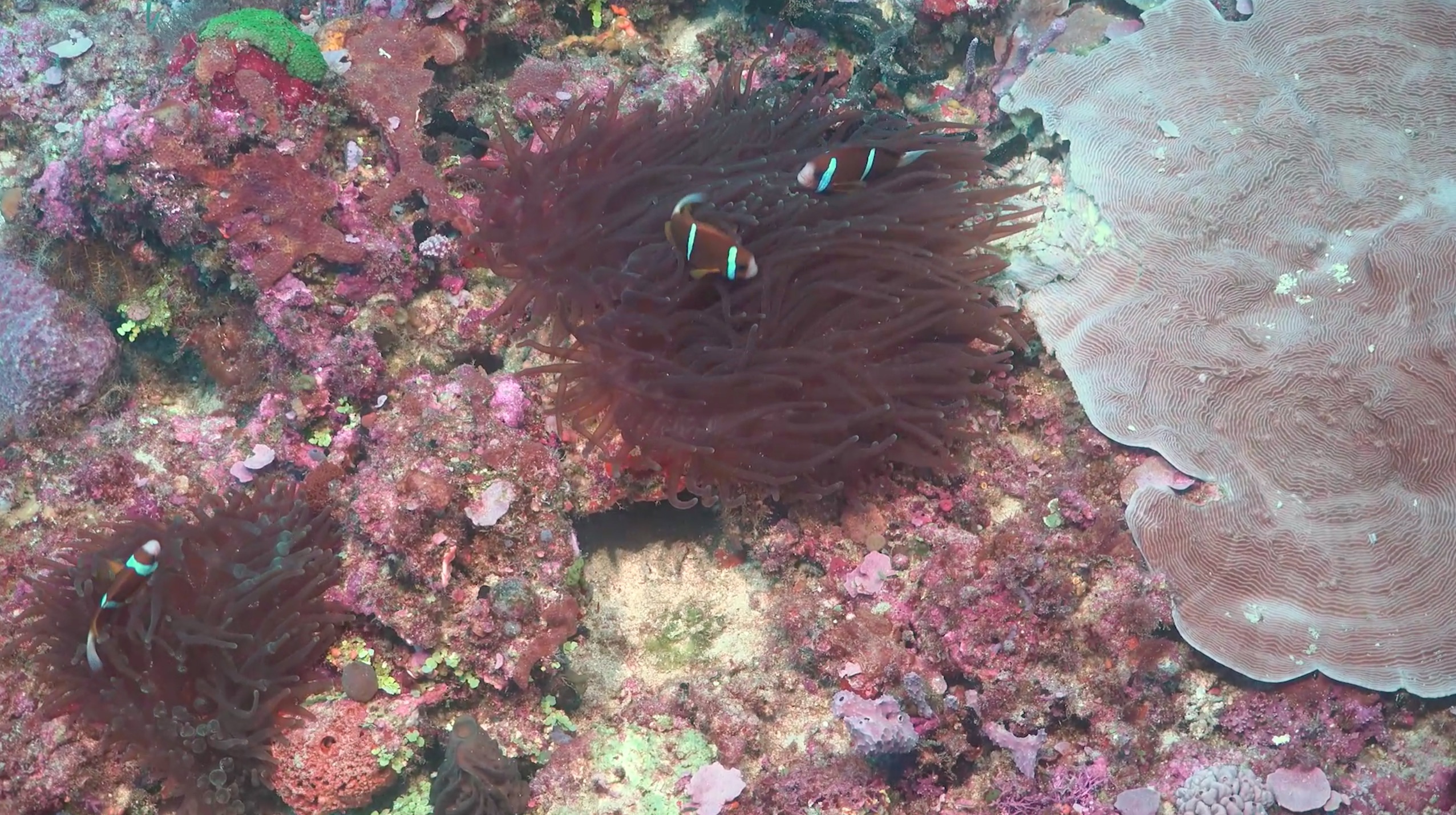 Stunning Complexity - Video Update - Schmidt Ocean Institute