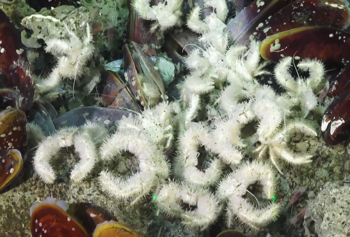 What You Can Sea - Schmidt Ocean Institute