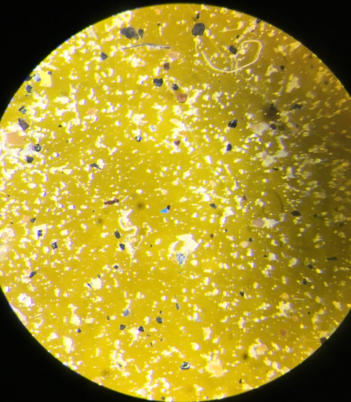 The Complexity of Measuring Microplastics - Schmidt Ocean Institute