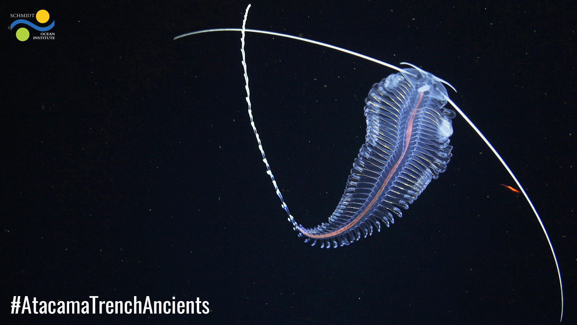 Digital Swag - Chapter 8 - Schmidt Ocean Institute