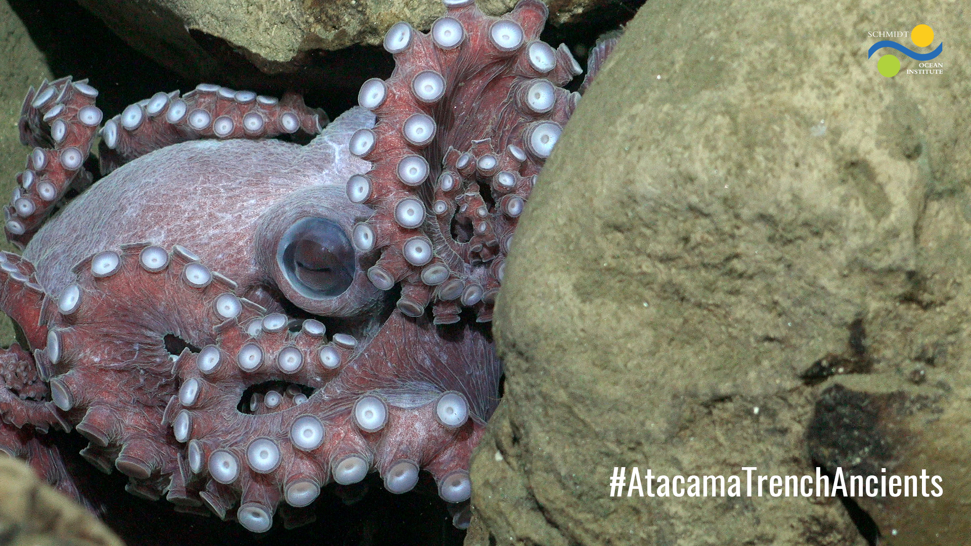 Digital Swag - Chapter 8 - Schmidt Ocean Institute