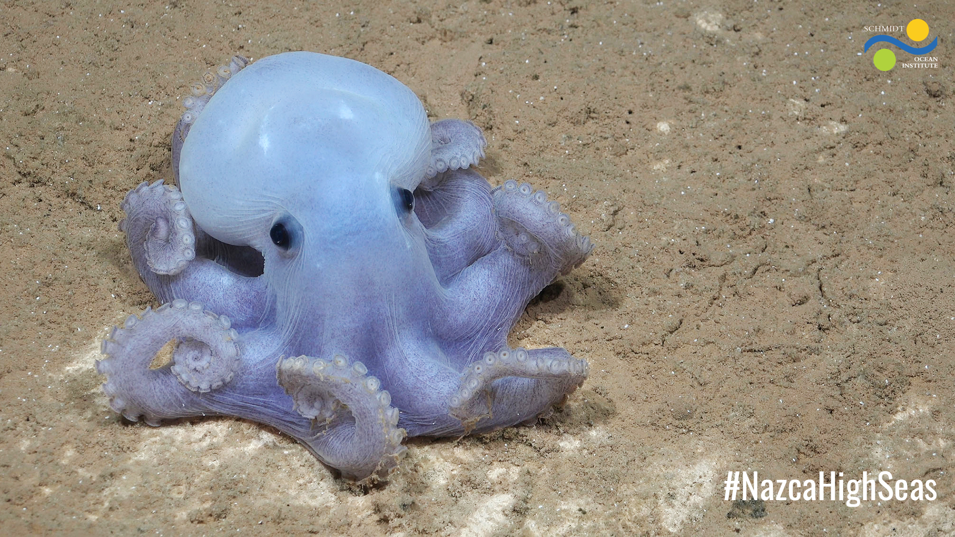 Digital Swag - Chapter 8 - Schmidt Ocean Institute