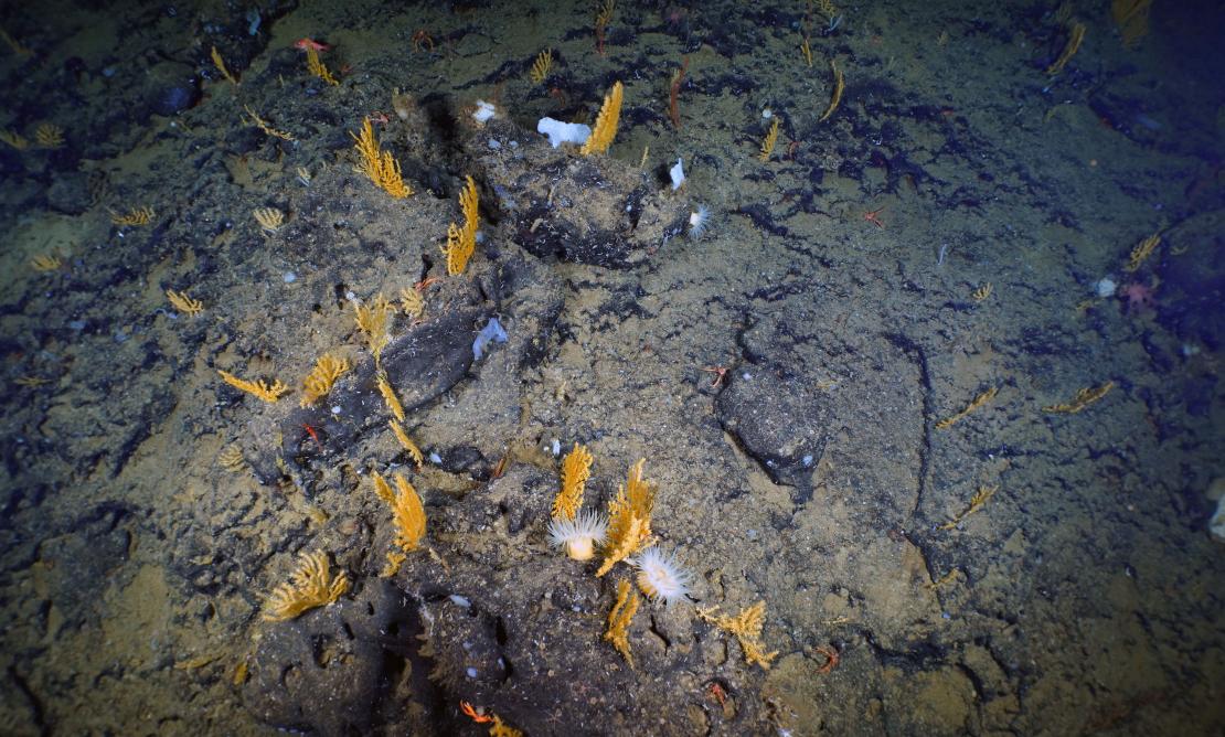 Why Care For and Explore the Deep Ocean? - Schmidt Ocean Institute