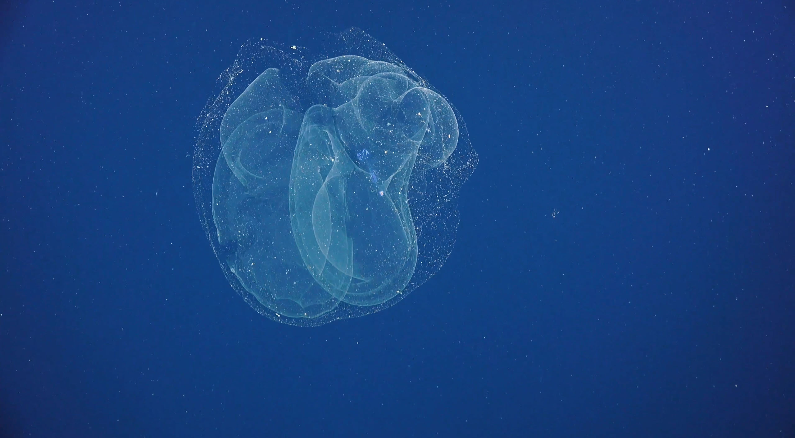 Interdisciplinary Investigation of a New Hydrothermal Vent Field ...