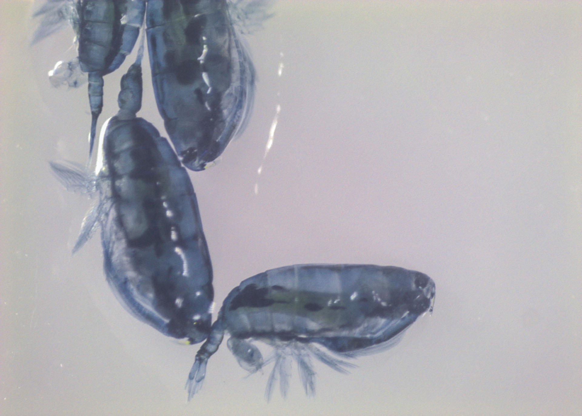 Study of the Sea-Surface Microlayer and Air-Sea Boundary - Schmidt ...