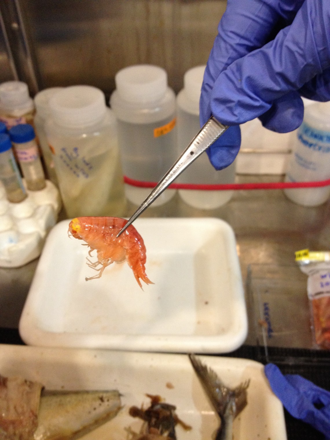 Amphipod-mania - Schmidt Ocean Institute