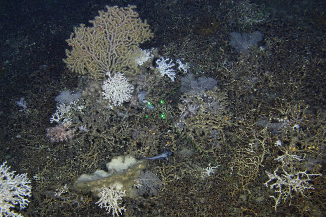 Deep Coral Diversity at Emperor Seamount Chain 2019 - Schmidt Ocean ...