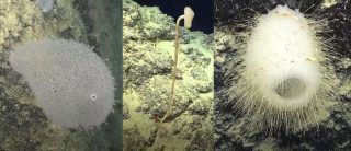 Glass Sponges, the Living Ornaments of the Deep Sea - Schmidt Ocean ...