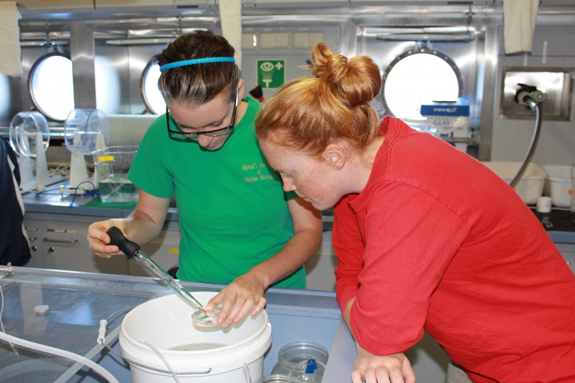 Ring Nets and Zooplankton: Investigating Copepod Paternity - Schmidt ...