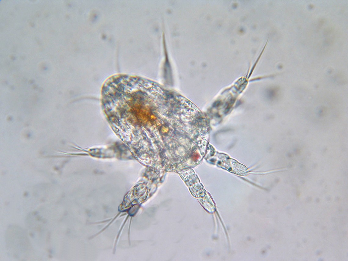 Catch those nauplii! - Schmidt Ocean Institute
