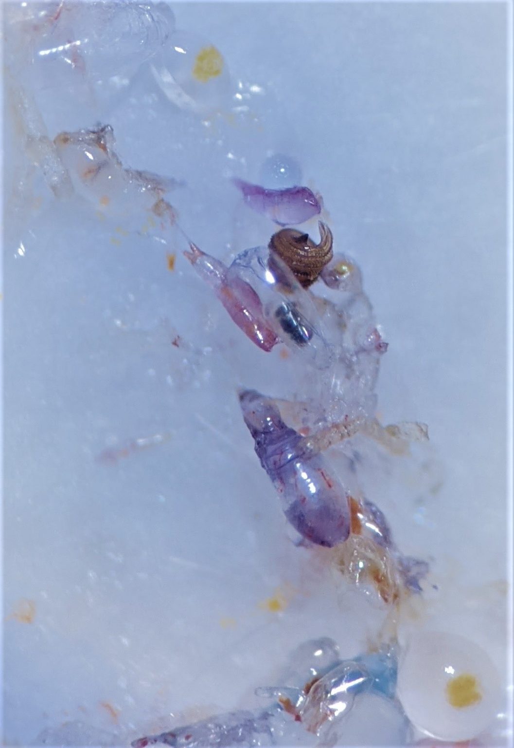 The Incredible Life of Plankton - Schmidt Ocean Institute