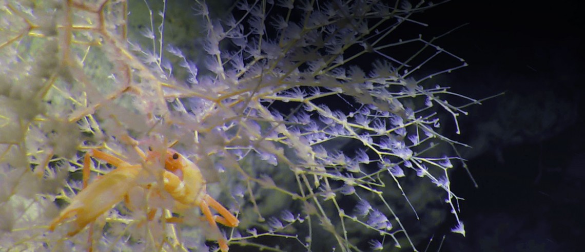 News - Schmidt Ocean Institute