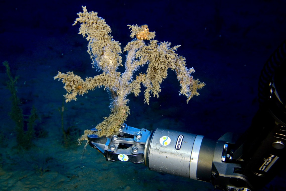 A Fine Final Dive - Schmidt Ocean Institute