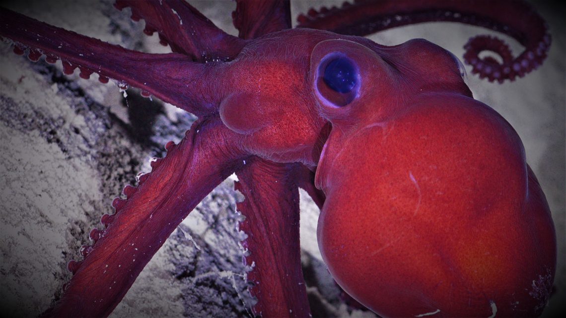 Progress Report - Chapter 4, June 2023 - Schmidt Ocean Institute