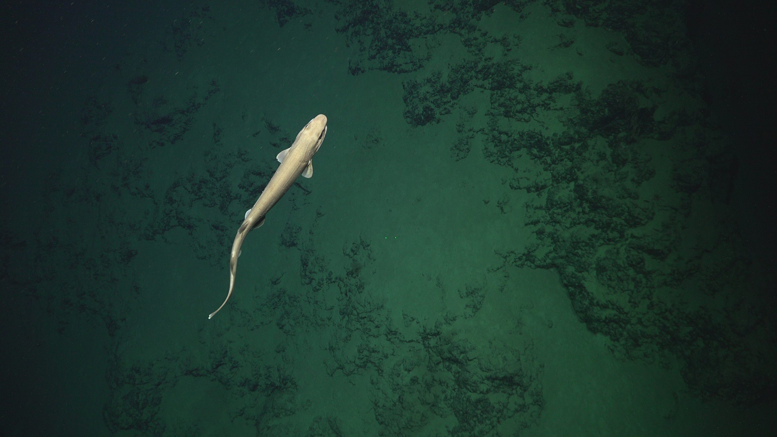 Creature Report: Short-tail Catshark - Schmidt Ocean Institute