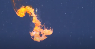 Creature Report: Siphonophores - Schmidt Ocean Institute