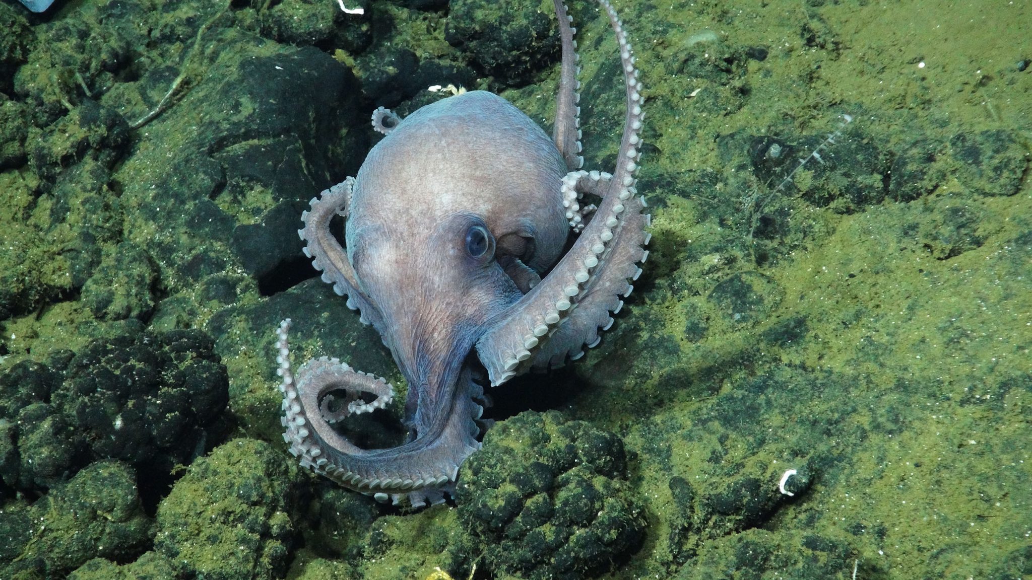 Octopus Odyssey - Schmidt Ocean Institute