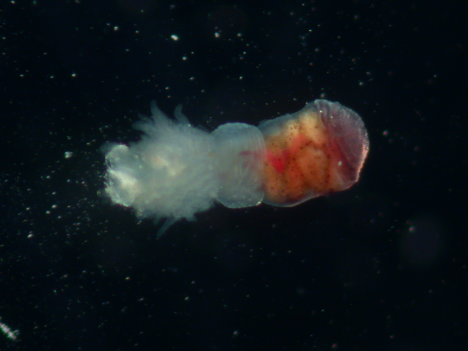 Giant Worms on a Very Special Volcano - Schmidt Ocean Institute