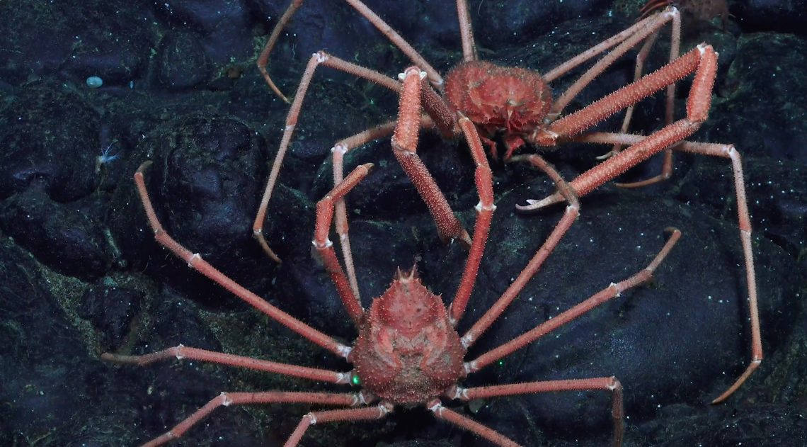 Week 02 Update - Deep Coral Diversity at Emperor Seamounts - Schmidt ...