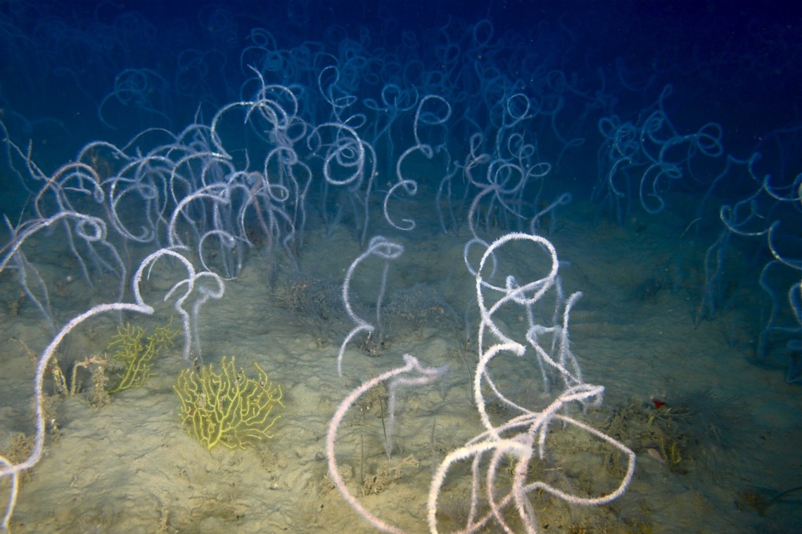 A Fine Final Dive - Schmidt Ocean Institute